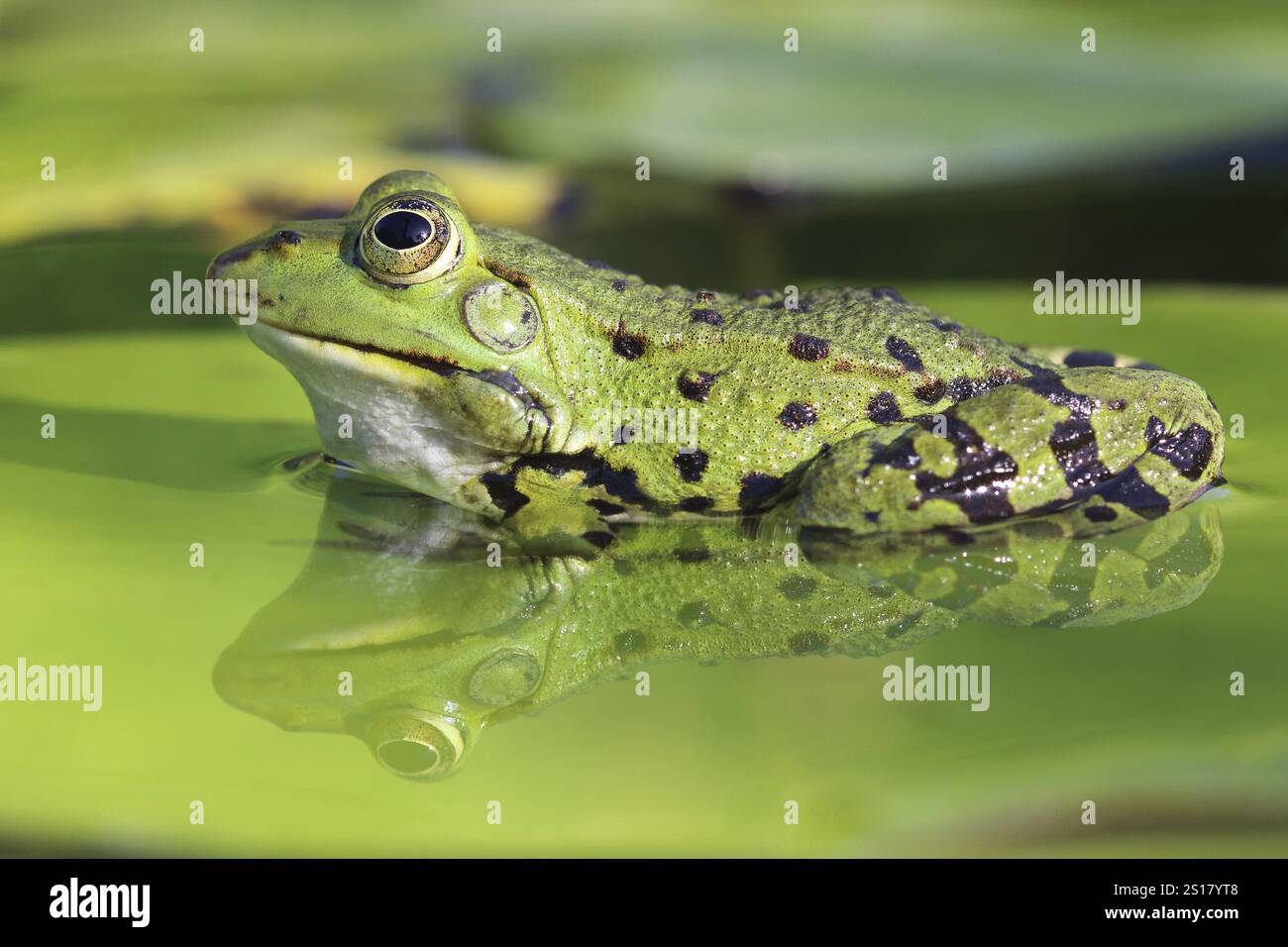 Edible Frog, Pelophylax esculentus Stock Photo - Alamy