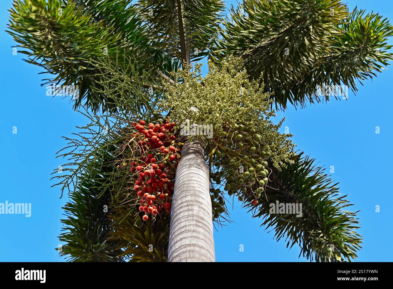 Palm tree flowers and fruits in Maracanã district, Rio de Janeiro ...