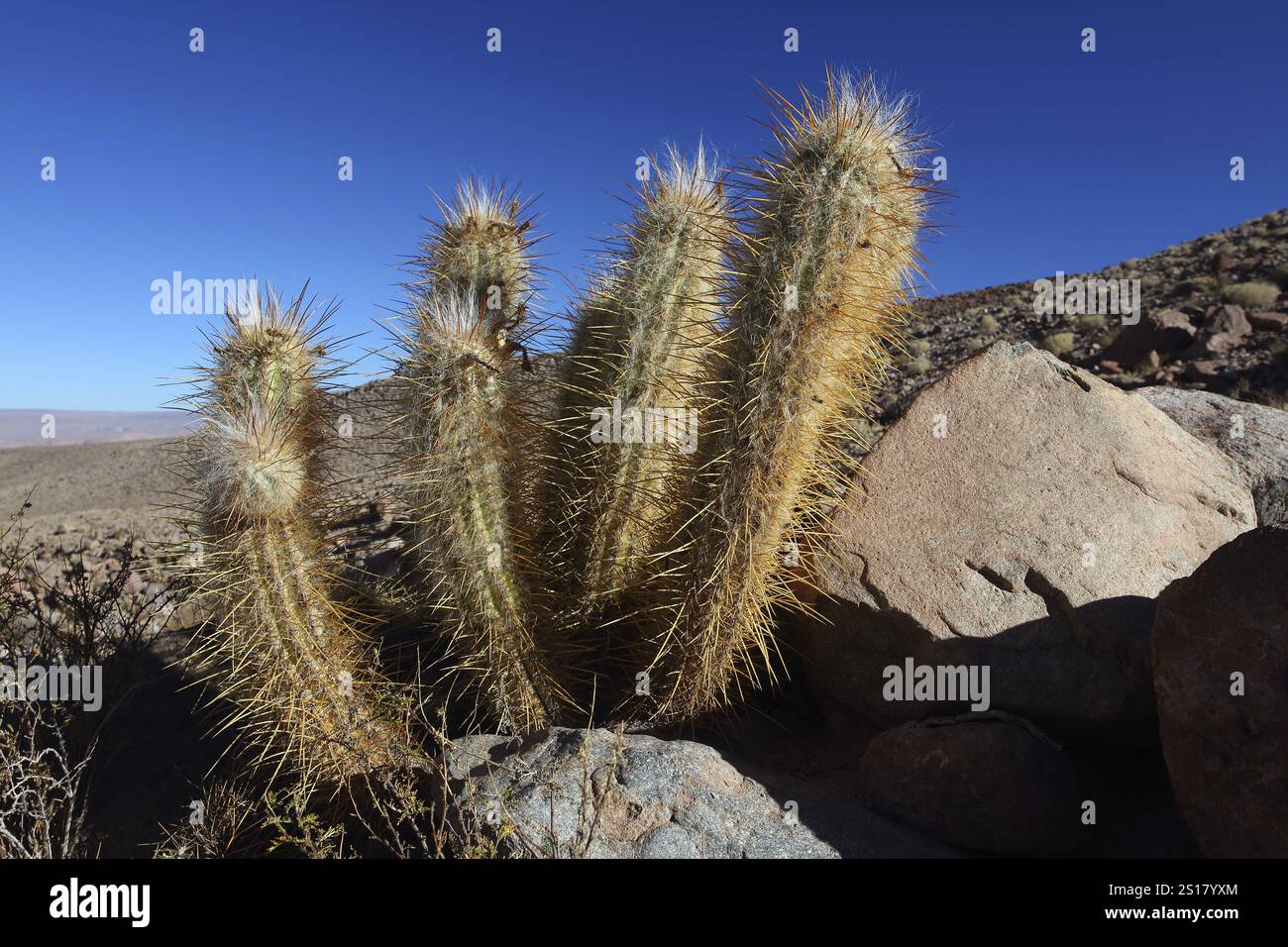 Oreocereus, cactus, San Pedro de Atacama, Chile, South America Stock ...