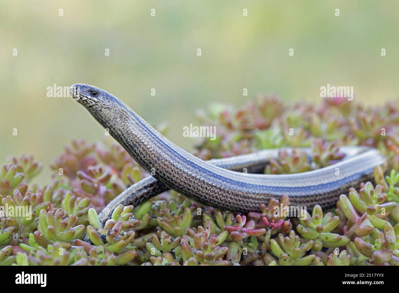 Slow worm, Anguis fragilis Stock Photo - Alamy
