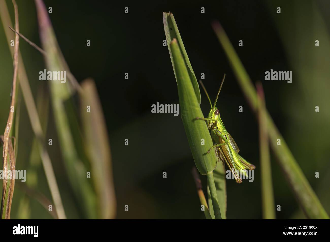 Small gold grasshopper, (Euthystira brachyptera), Chrysochraon ...