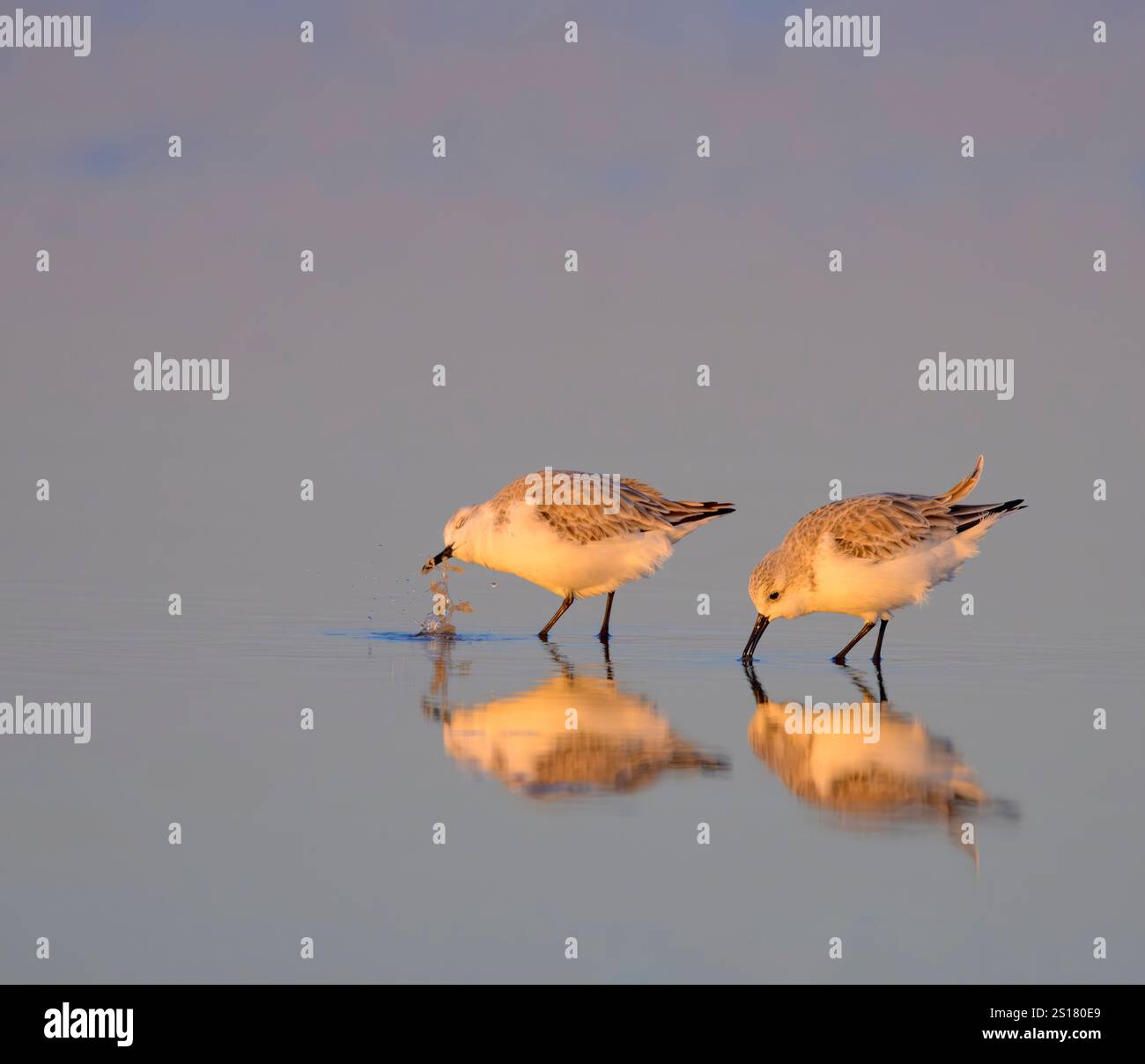 Sanderlings (Calidris alba) feeding at the ocean beach at sunset, with ...