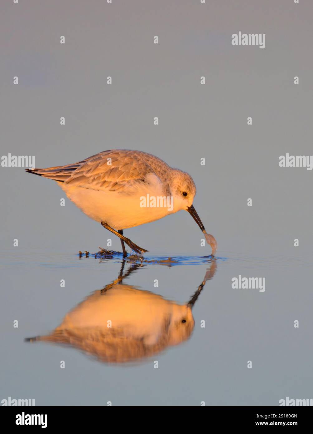 Shoprebird hi-res stock photography and images - Alamy