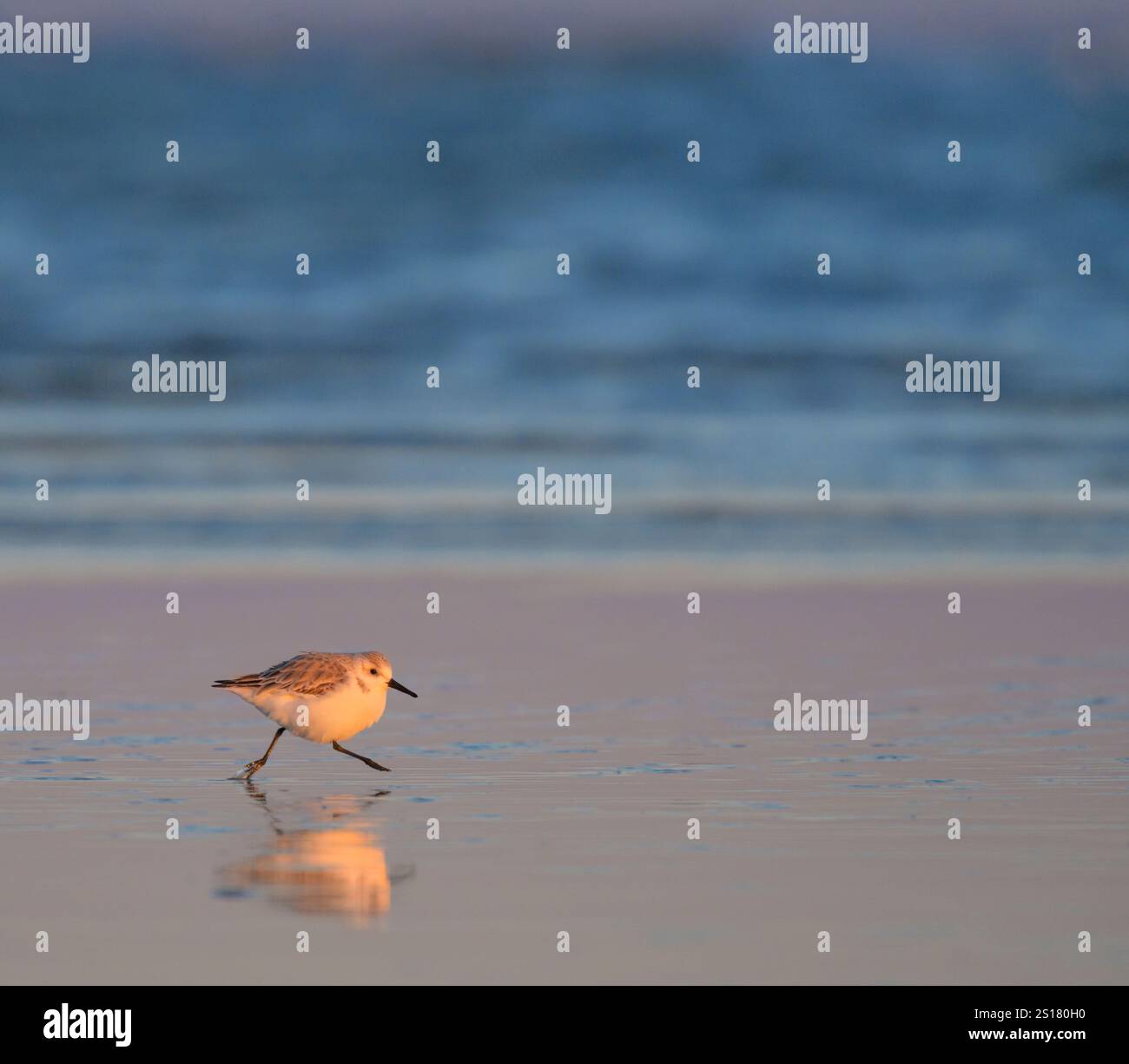 Sunset ocean beach landscape with running sanderling (Calidris alba ...