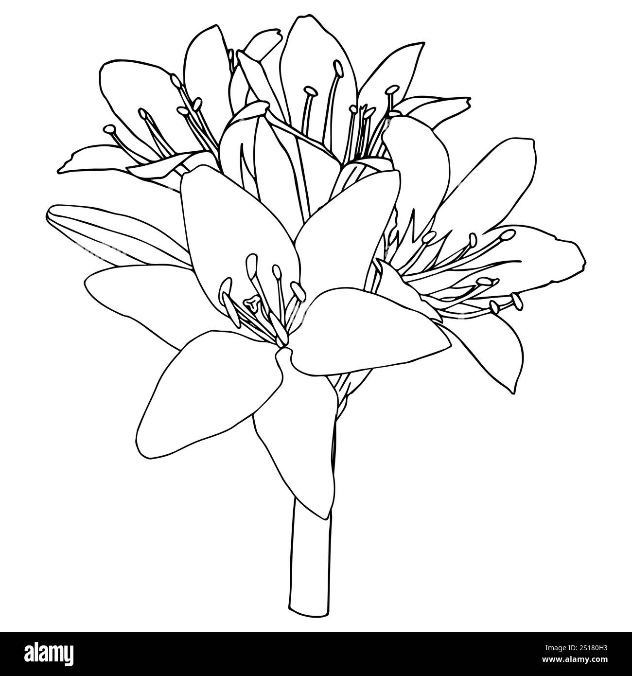 Bouquet of lilies in doodle style. Openwork illustration isolated on white background Stock ...