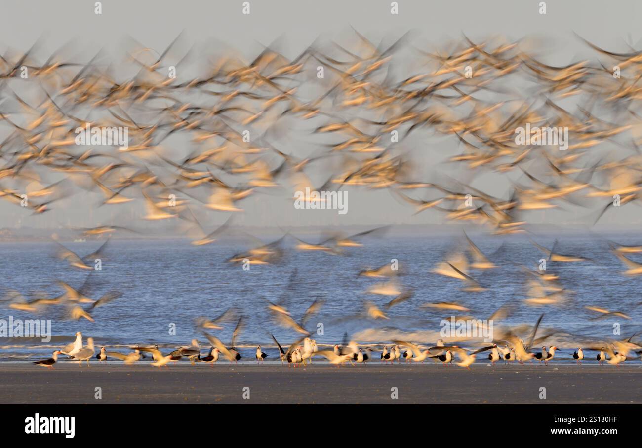 Murmuration birds america hi-res stock photography and images - Alamy