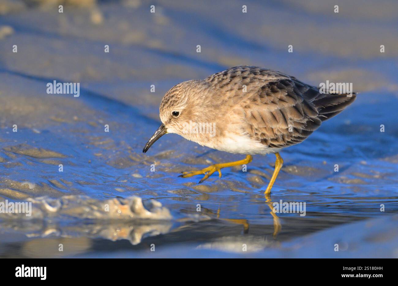 Least sandpiper (Calidris minutilla) walking at the ocean beach in ...