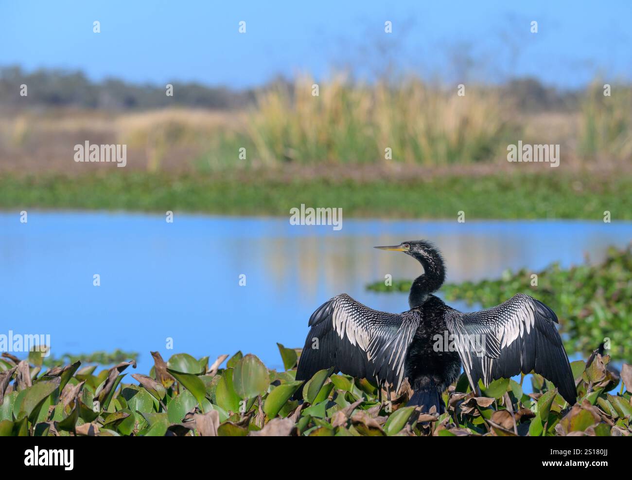 Anhinga anhinga hi-res stock photography and images - Alamy