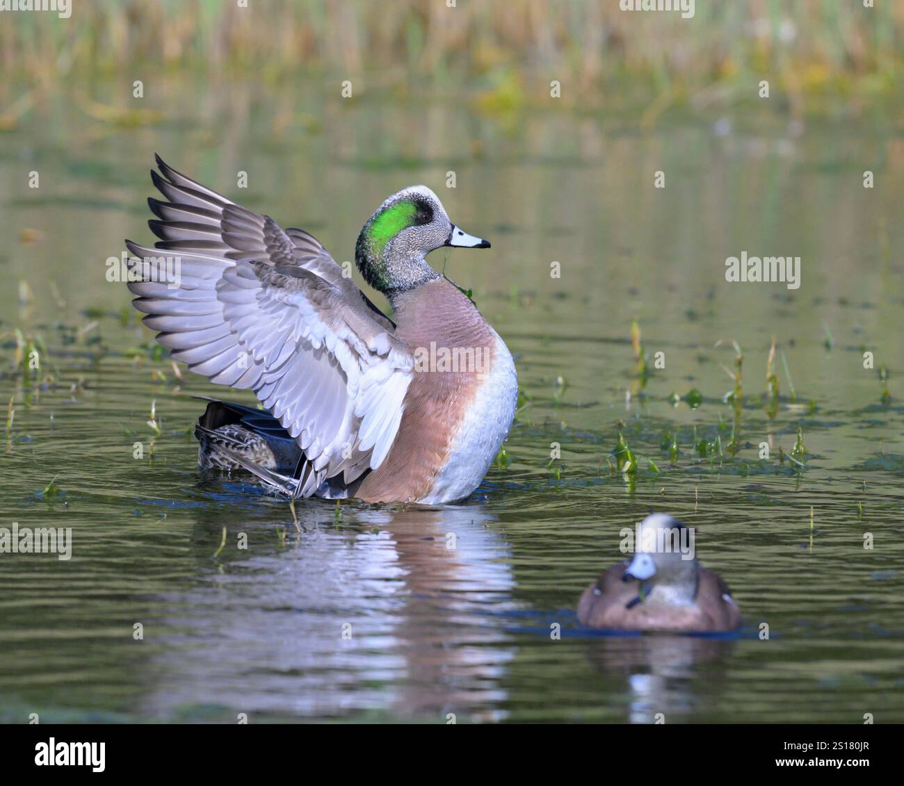 American wigeon (Mareca americana) drake splashing wings after preening ...