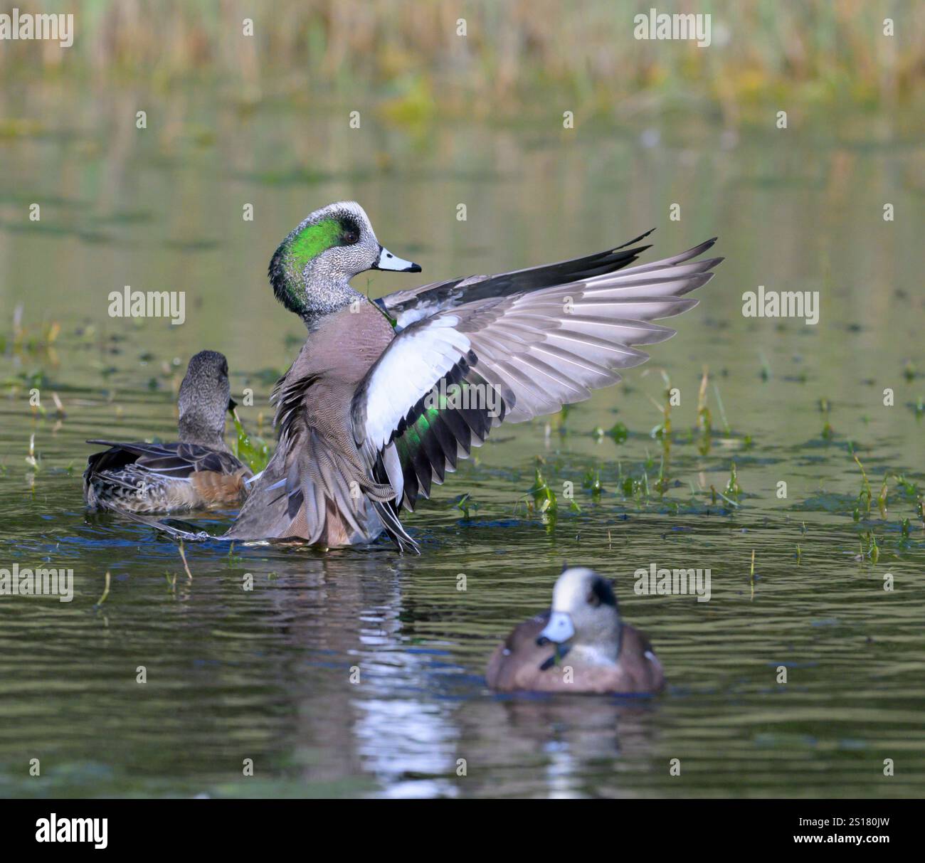 American wigeon (Mareca americana) drake splashing wings after preening ...