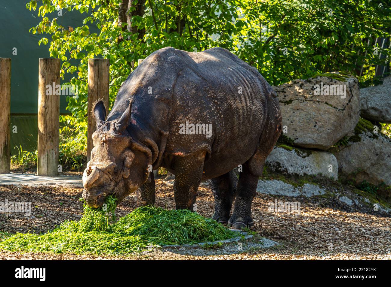 The Indian Rhinoceros, Rhinoceros unicornis is also called Greater One ...