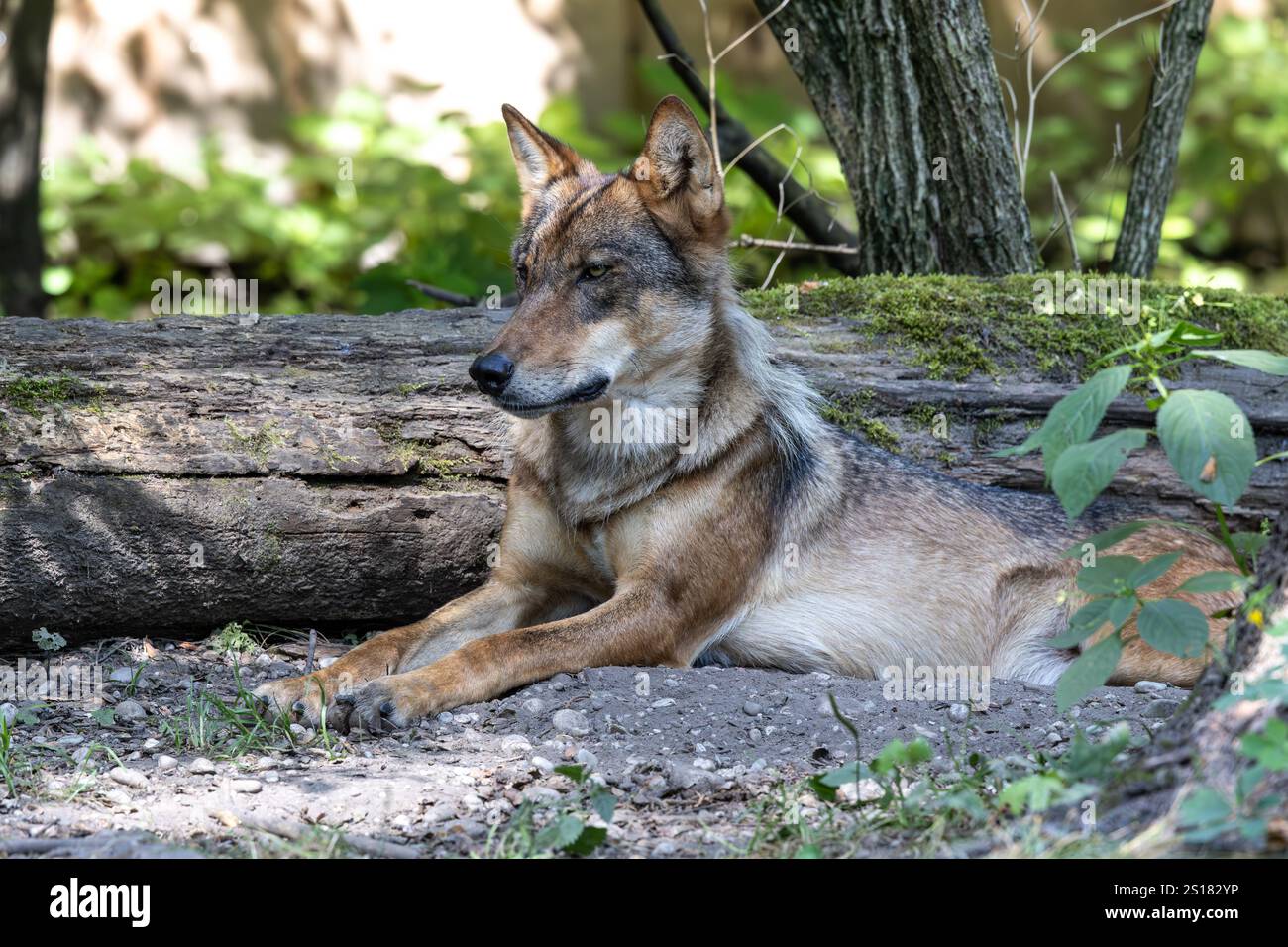 The wolf, Canis lupus, also known as the grey wolf or timber wolf is a ...