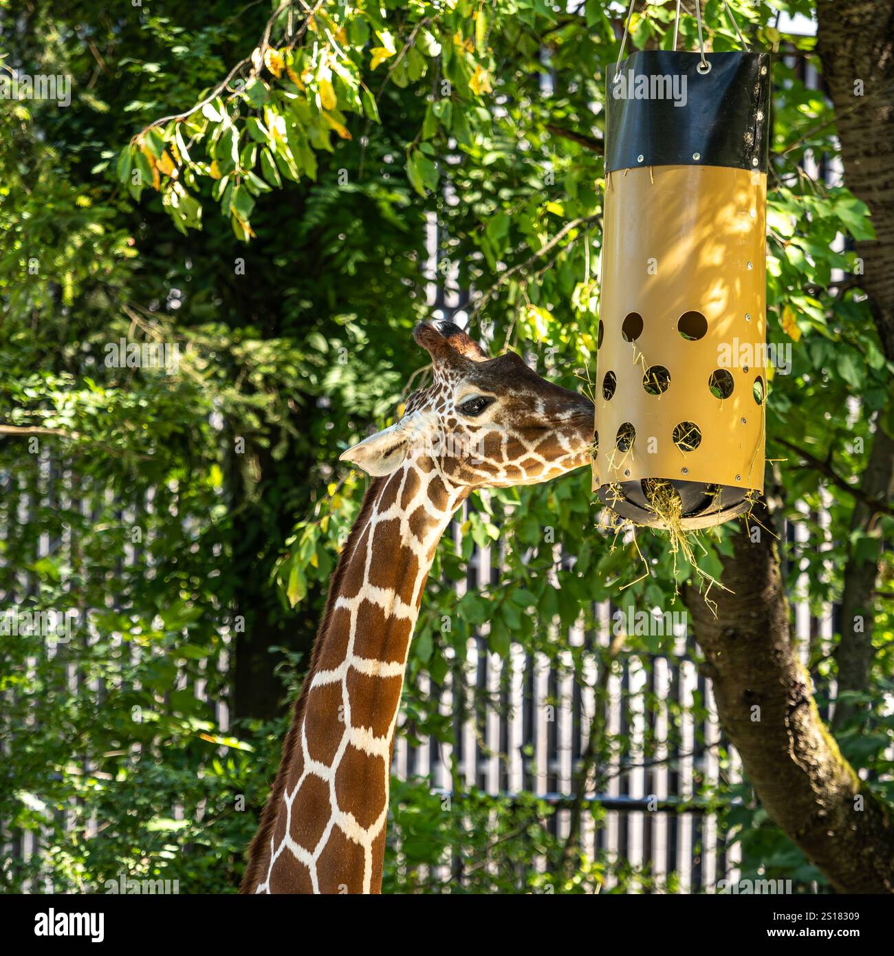 The giraffe, Giraffa camelopardalis is an African even-toed ungulate ...