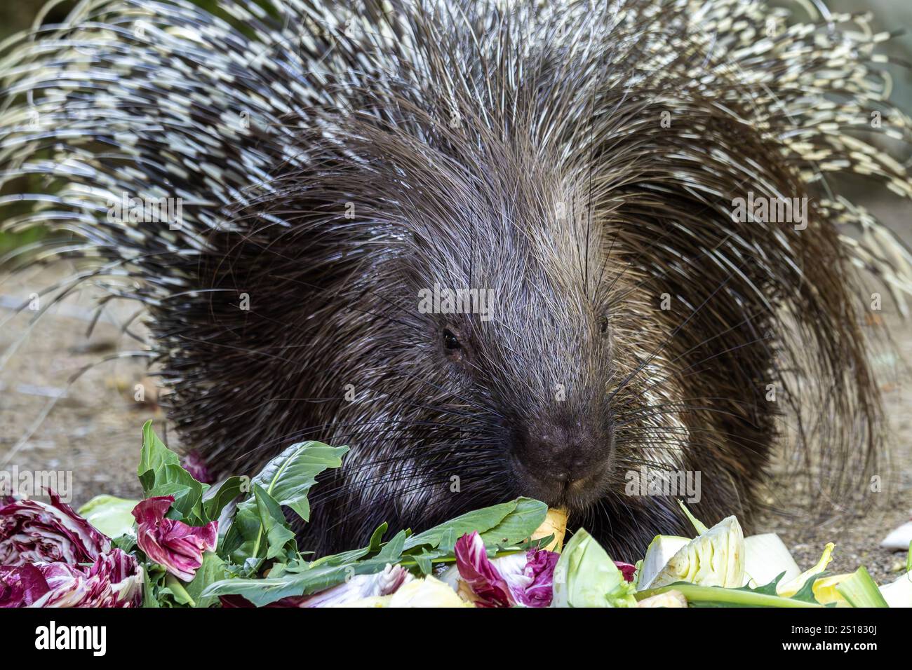 The Indian crested Porcupine, Hystrix indica or Indian porcupine, is a ...