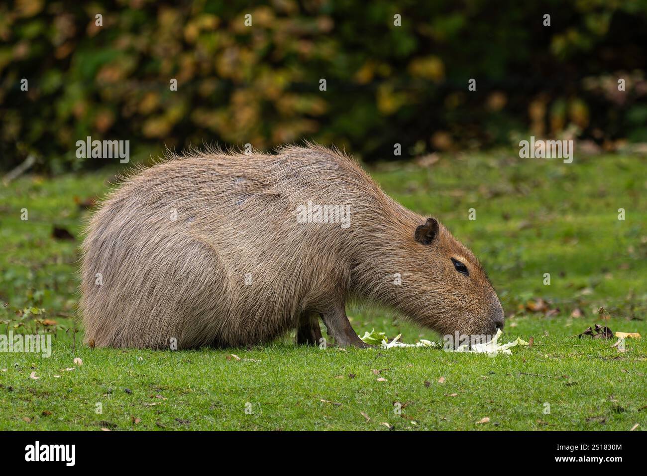 The capybara, Hydrochoerus hydrochaeris is a mammal native to South ...