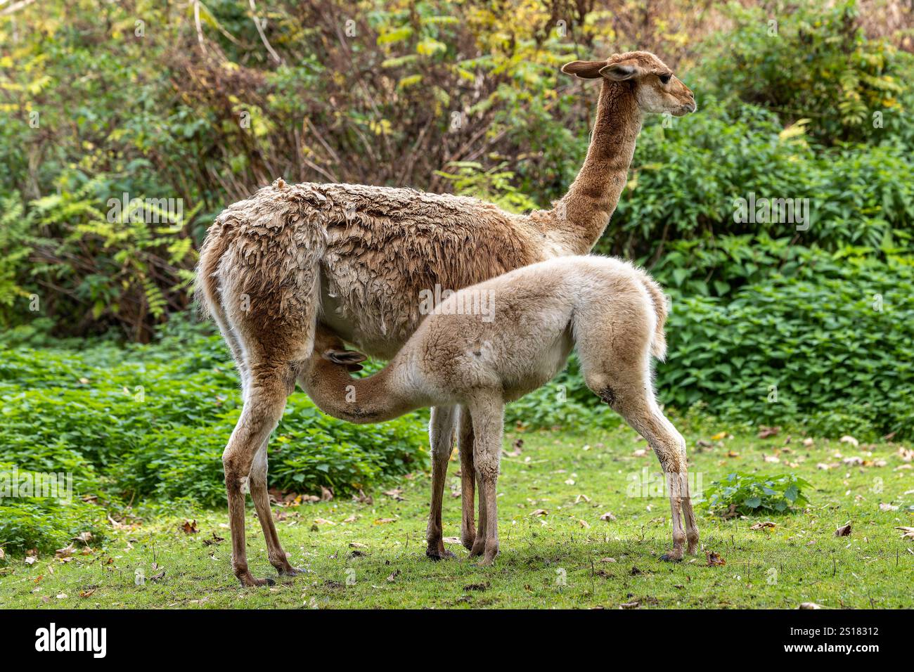 Baby Vicuna, Vicugna Vicugna, relatives of the llama which live in the ...
