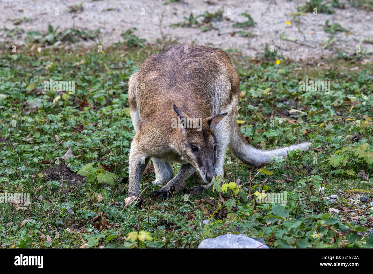 The agile wallaby, Macropus agilis also known as the sandy wallaby is a ...