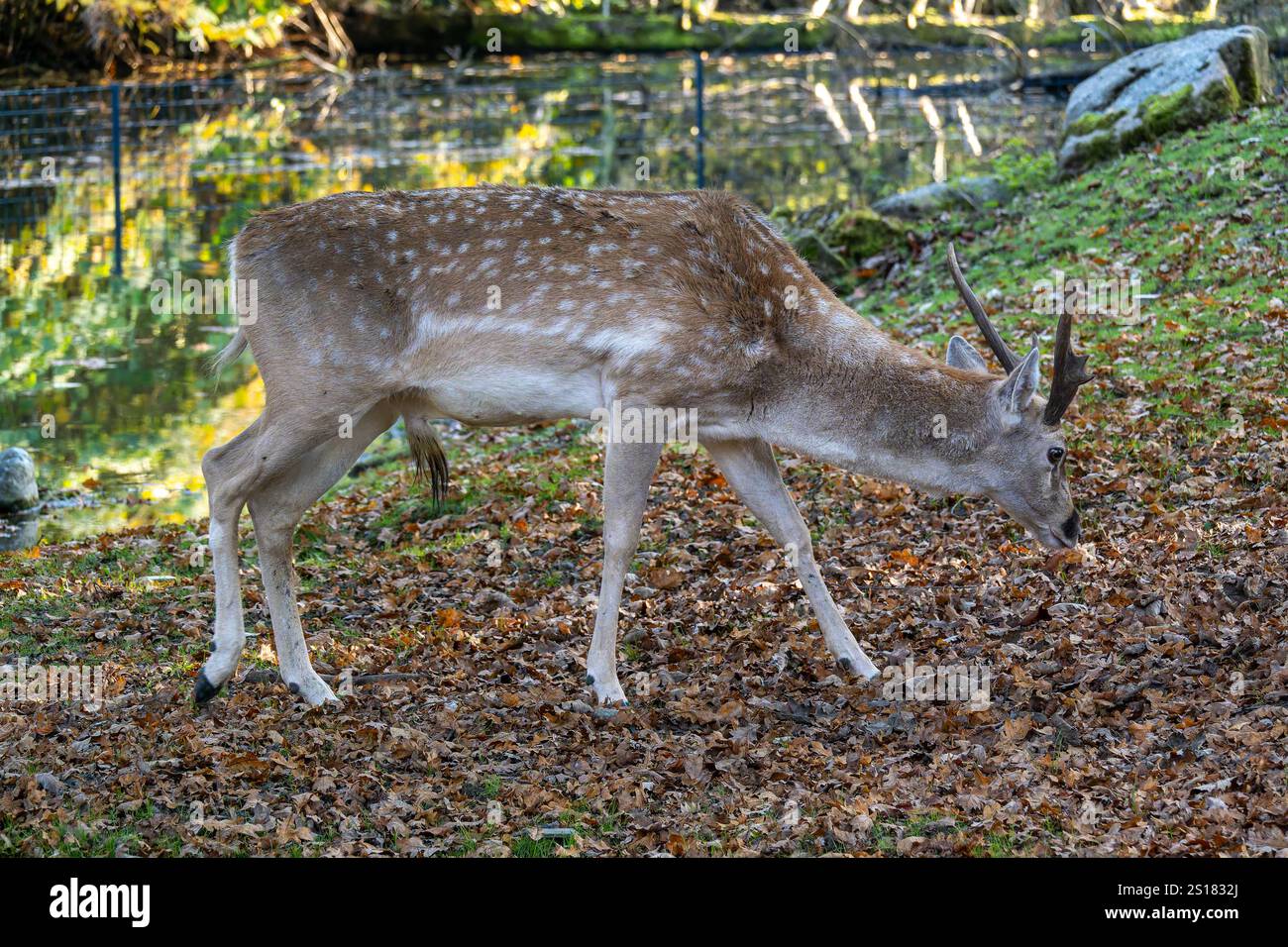 The fallow deer, Dama mesopotamica is a ruminant mammal belonging to ...