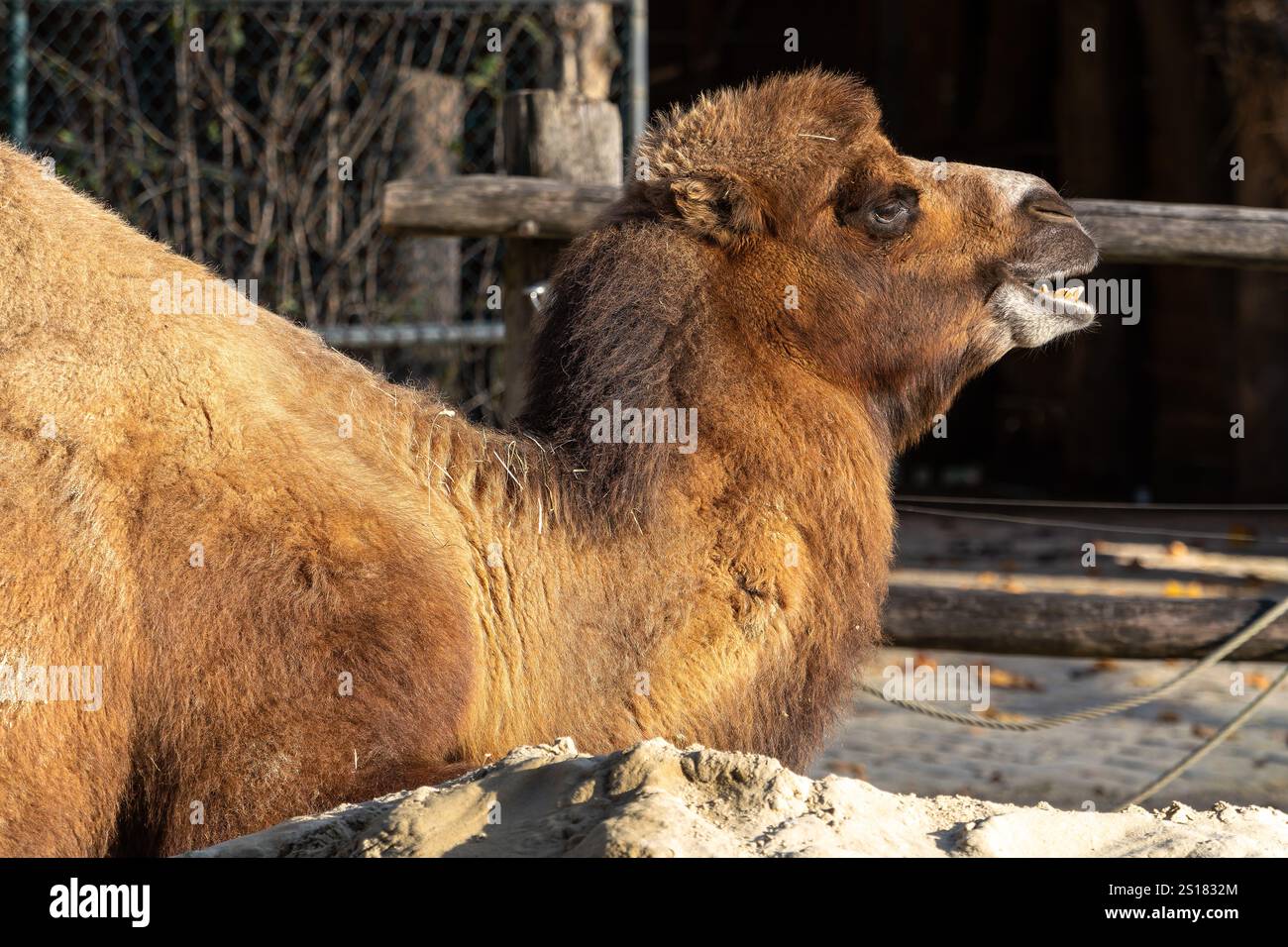 The Bactrian camels, Camelus bactrianus is a large, even-toed ungulate ...