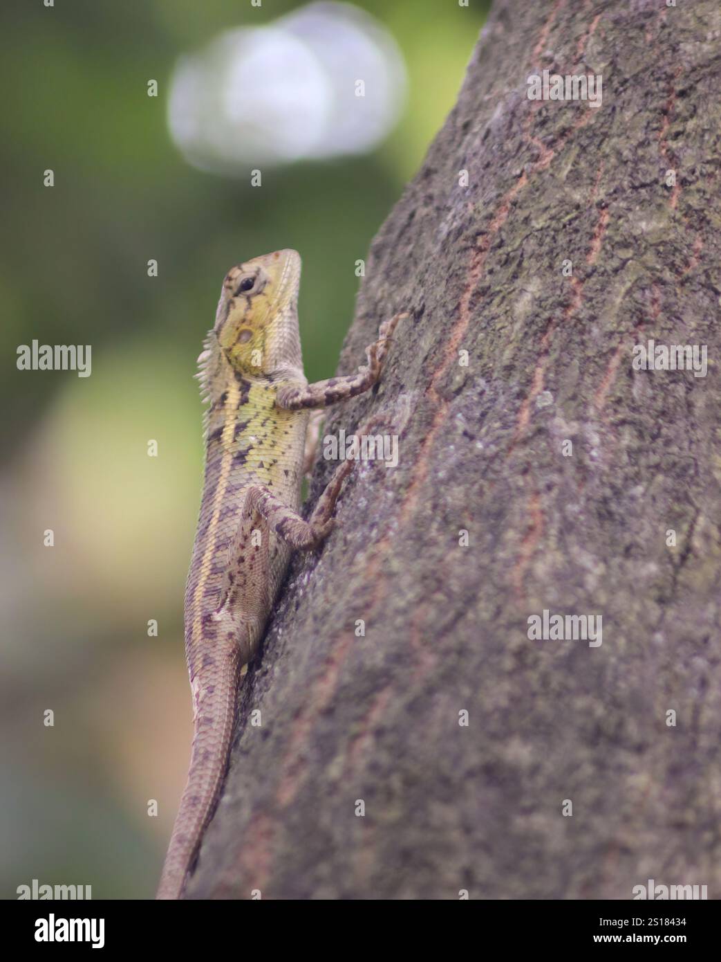 An oriental garden lizard (Calotes versicolor) clings to tree bark ...