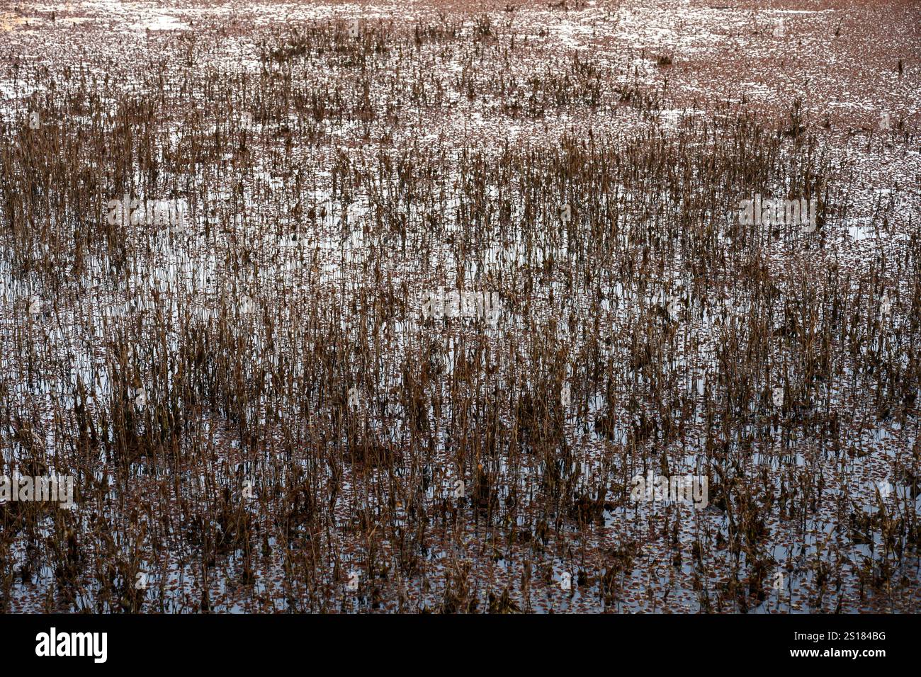 lagoon surface where reddish brown plants emerge, occupying the entire ...