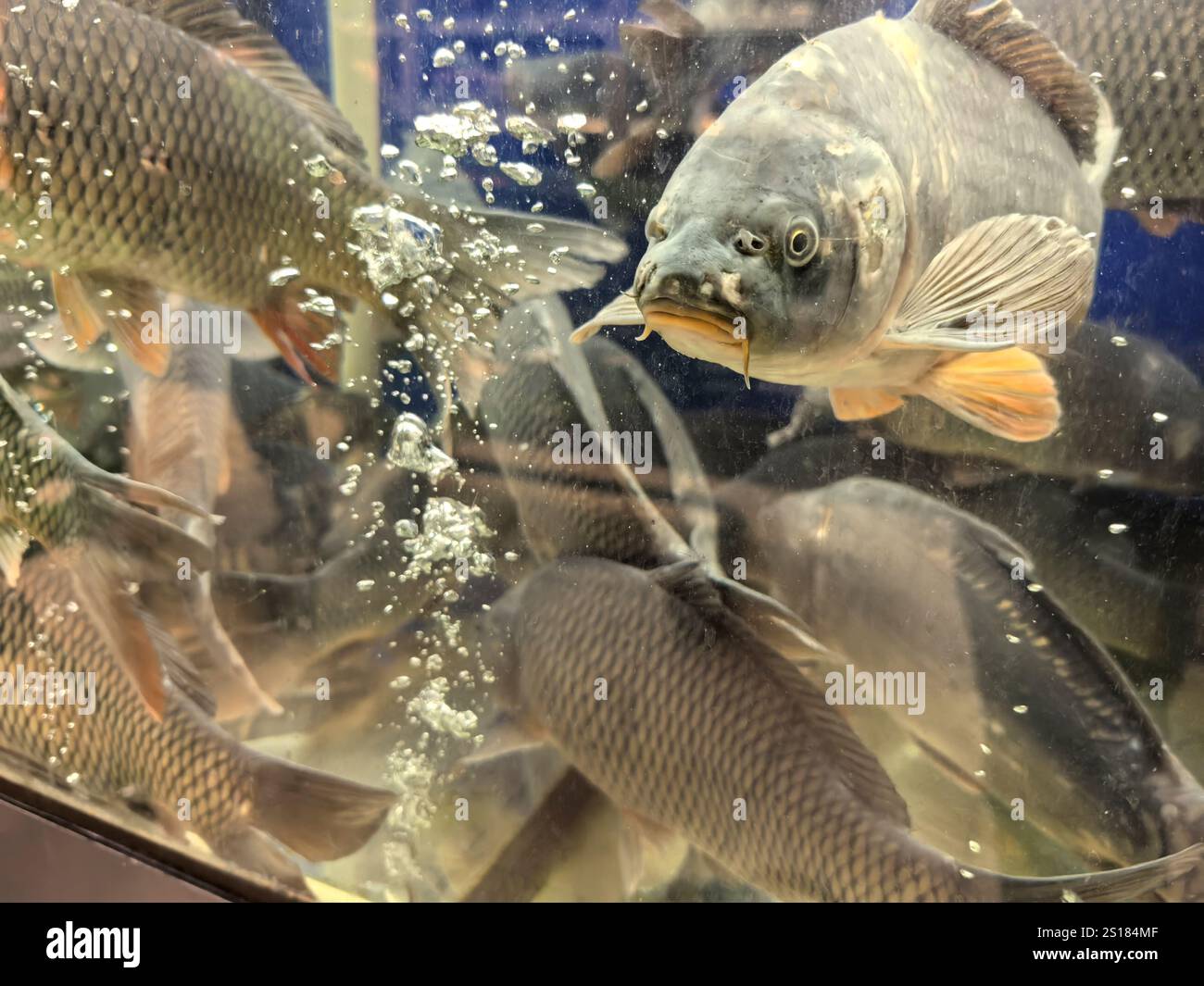 A lively display of various fish species moves gracefully through a ...
