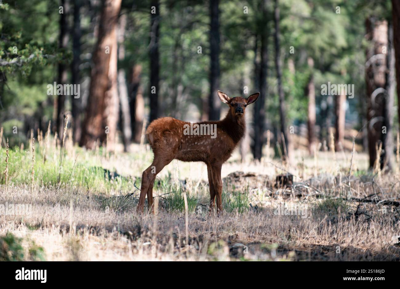 Bambi. Nature animals concept. White-tailed Deer Fawn. Roe, capreolus ...