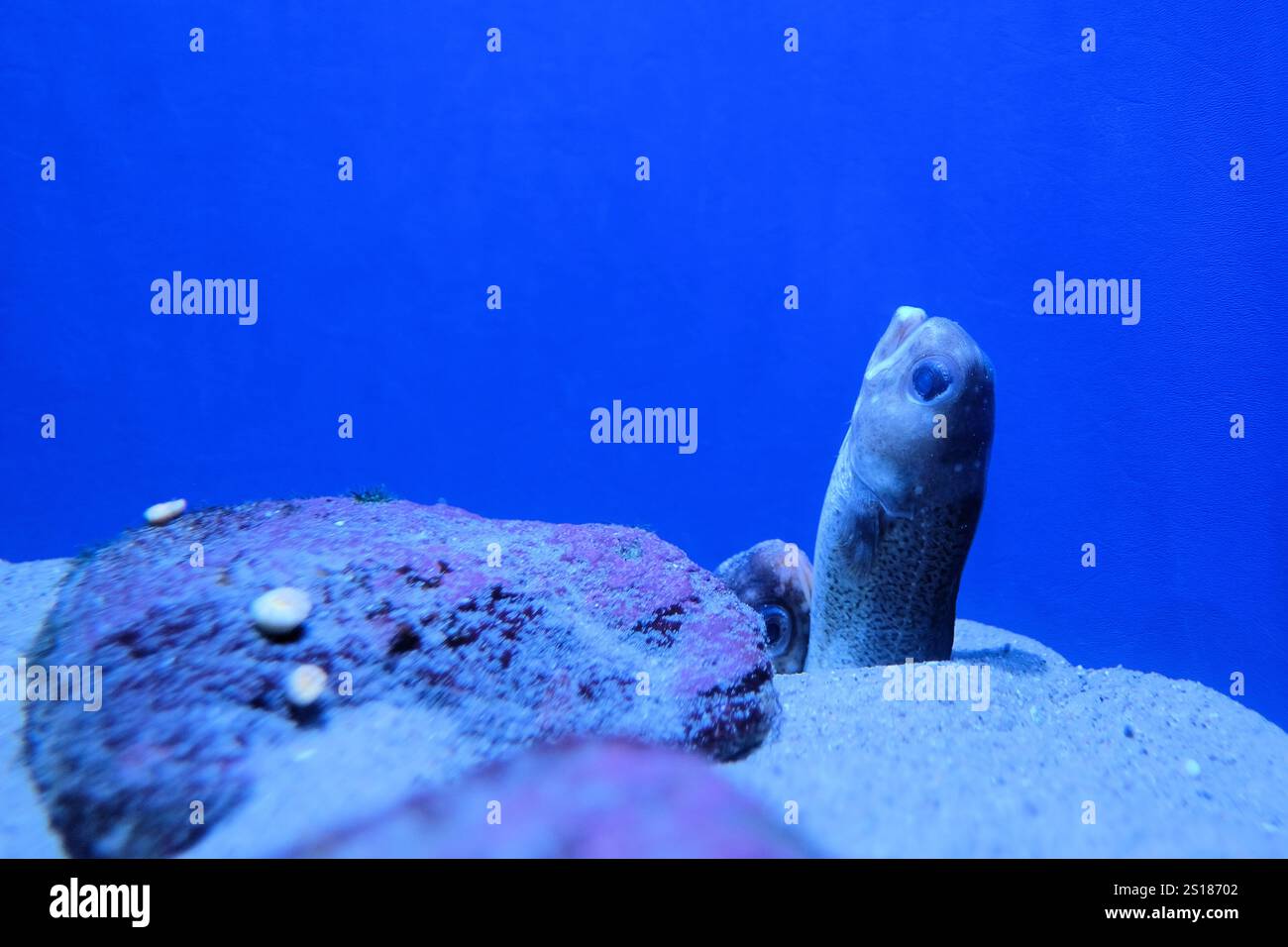 Cusk eels hi-res stock photography and images - Alamy