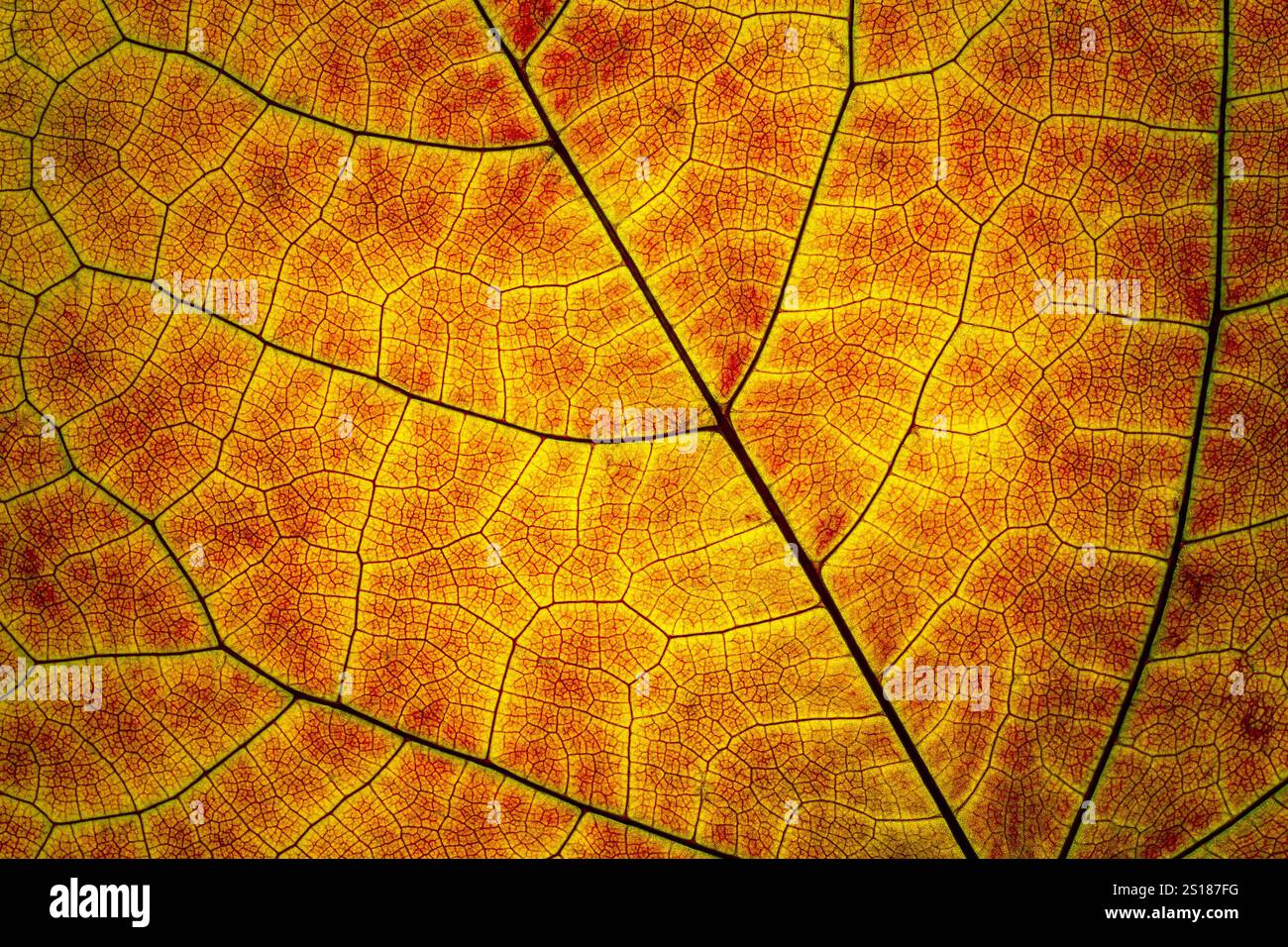 Closeup shot of eastern redbud leaf. Organic veins structure Stock ...