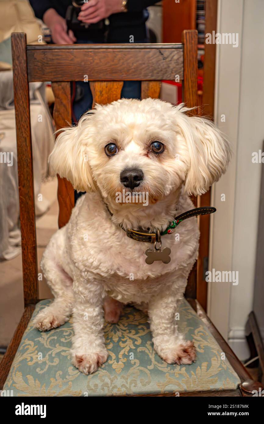 Portrait of a small, white cavapoo dog sat on a chair Stock Photo - Alamy