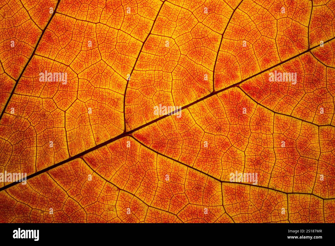 The eastern redbud microscopic leaf veins texture as background Stock ...