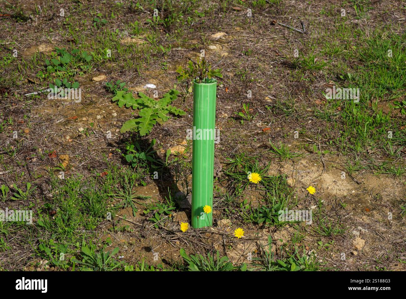 Sapling growing through plastic tree shelter tube in reforestation ...
