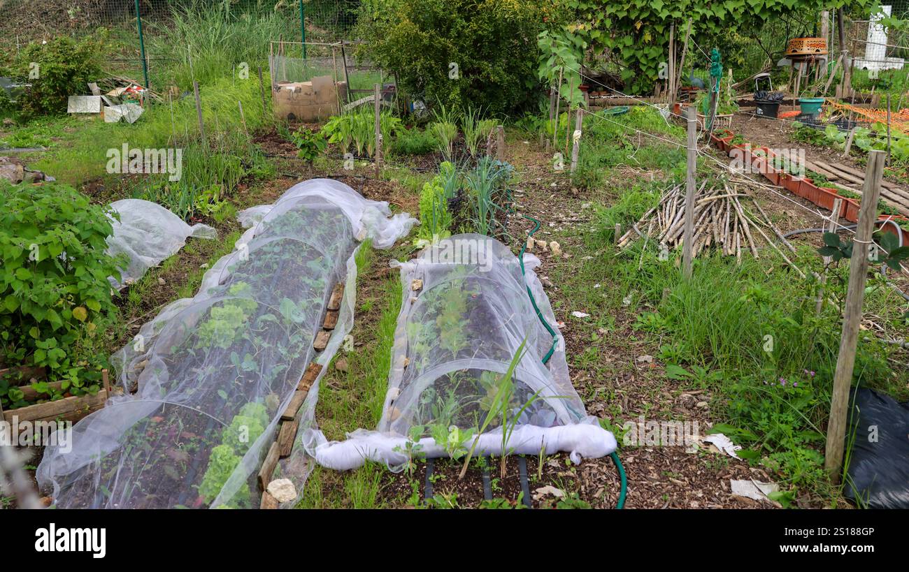 Insect netting protects growing vegetables from pests in a permaculture ...