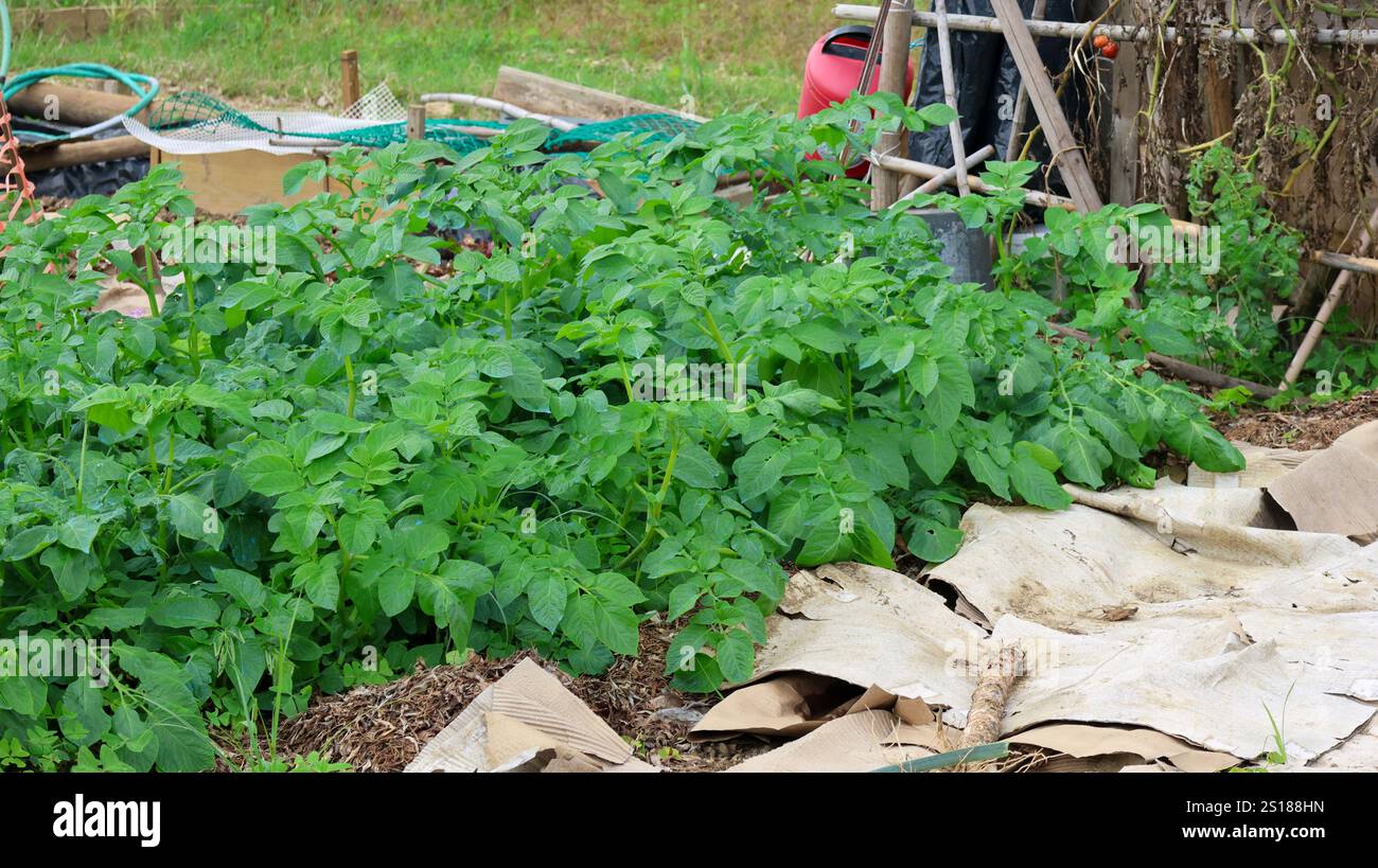 Lush potato plants thrive in a garden, benefiting from sustainable ...