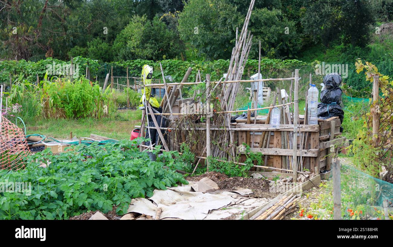 Lush green allotment garden demonstrating sustainable practices with ...