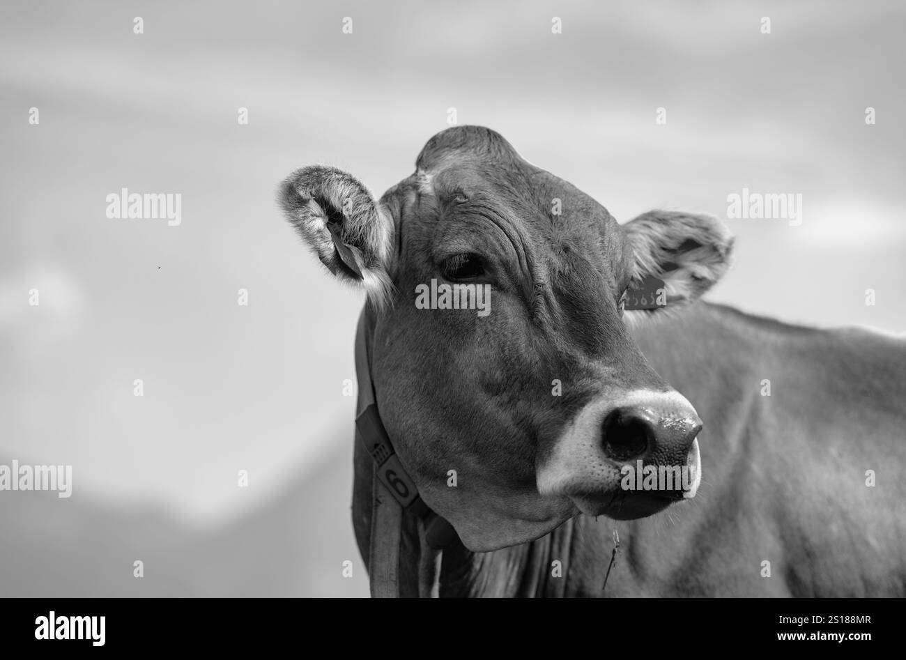 Cow is looking at camera. Close-up cows face. Holstein cow. Eco farming ...