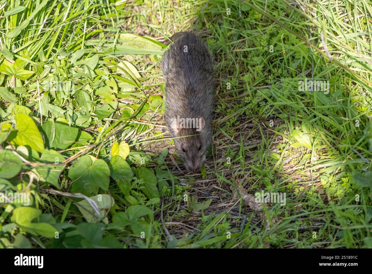 Brown rat foraging in the grass, a common pest known for its ...