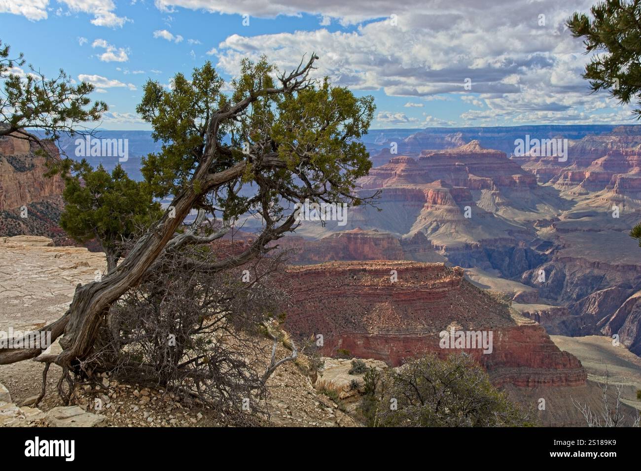 Windswept juniper tree thrives on edge of Grand Canyon rim Stock Photo ...