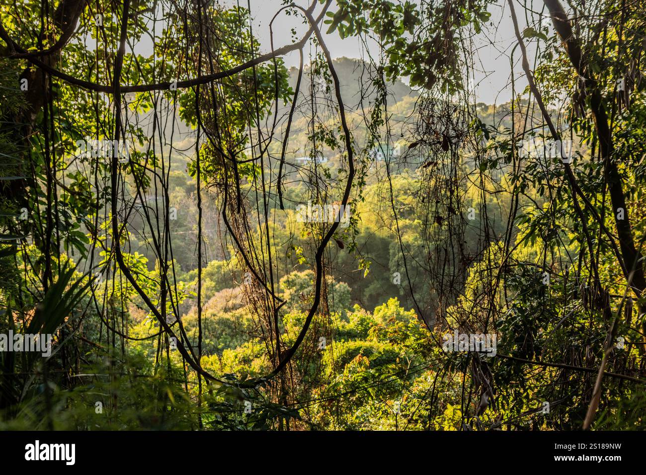Colombian jungle canopy hi-res stock photography and images - Alamy
