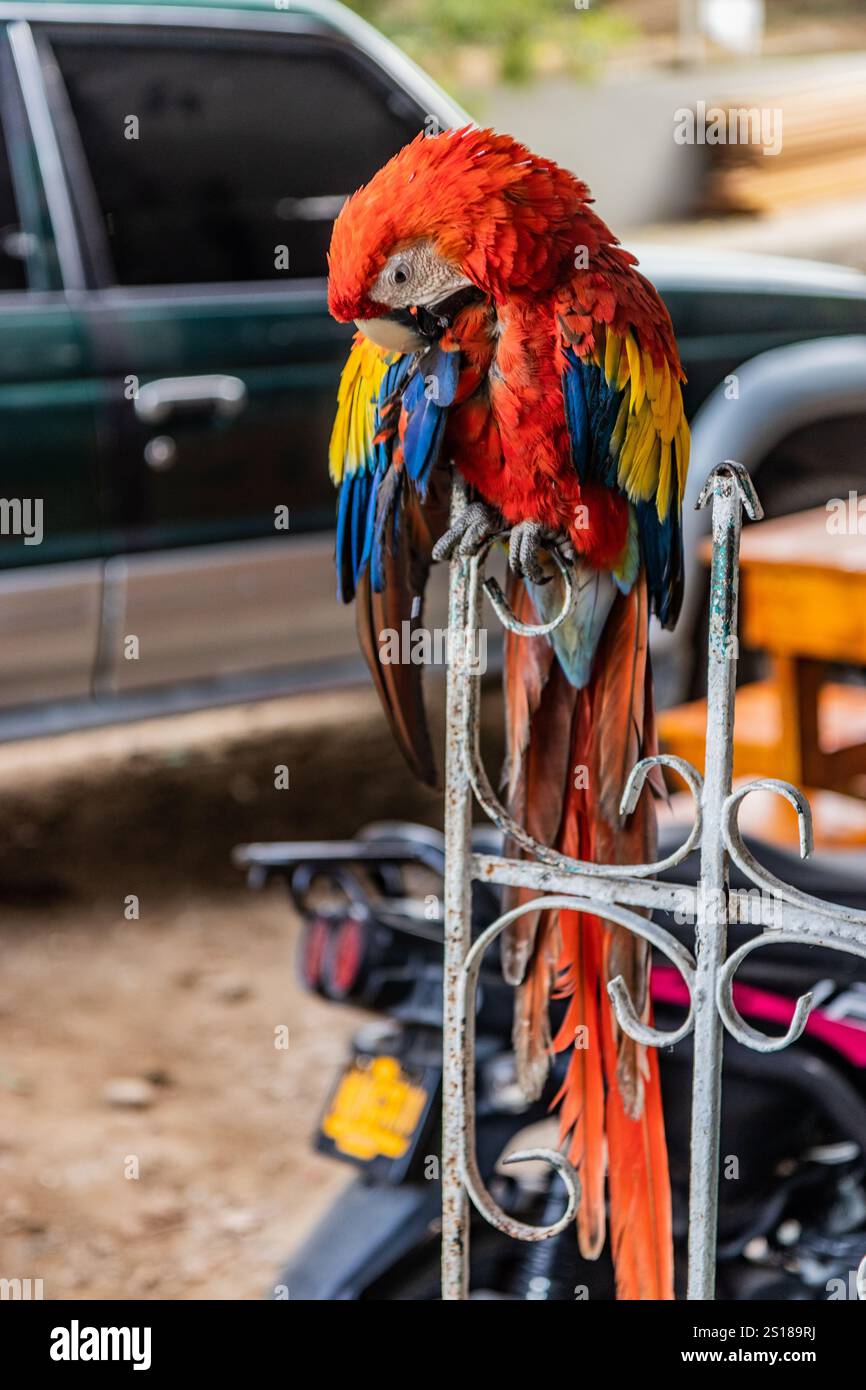 Scarlet macaw (Ara macao) sitting on a door in Minca, Colombia Stock ...