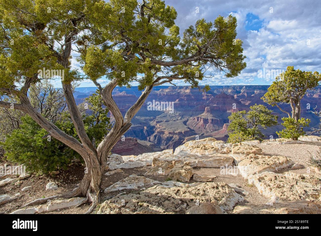 juniper trees thrive in rock crevices on edge of Grand Canyon rim Stock ...