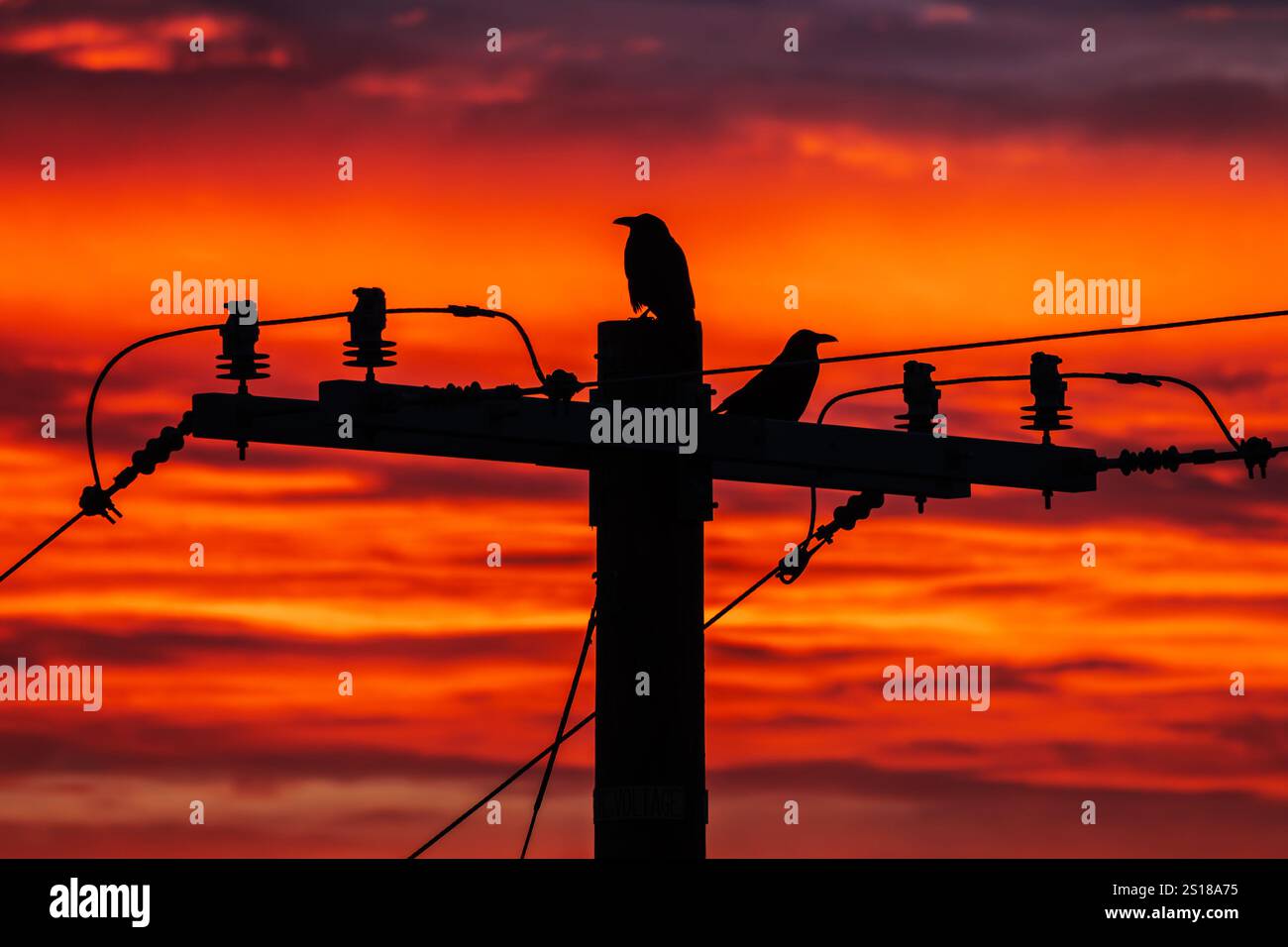 Ravens on a power pole at sunrise in Los Angeles, California Stock ...
