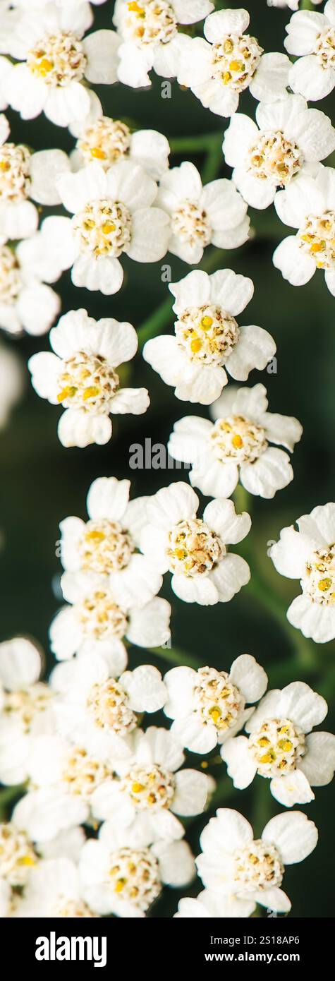 The Asteraceae family, also known as the daisy family or composite ...