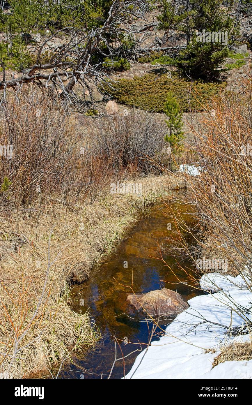 Spring snow melt feeds brook flowing through low land meadow in Rocky ...