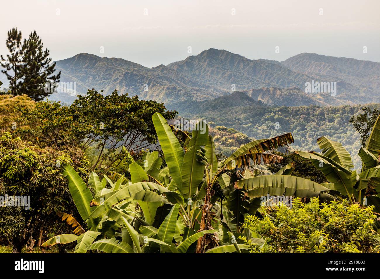 Lush forests near Minca, Colombia Stock Photo - Alamy