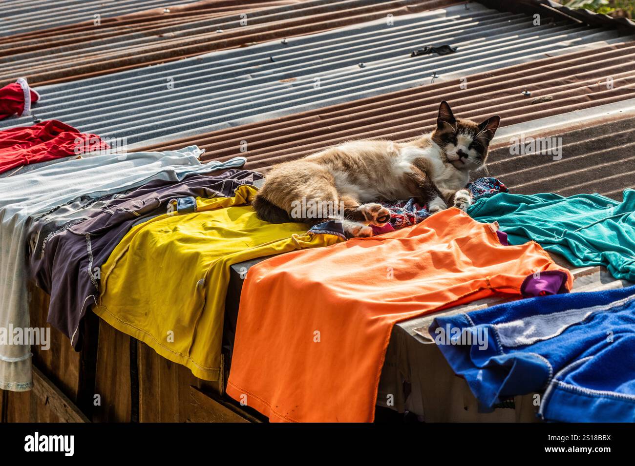 Cat and laundry on a roof near Minca, Colombia Stock Photo - Alamy