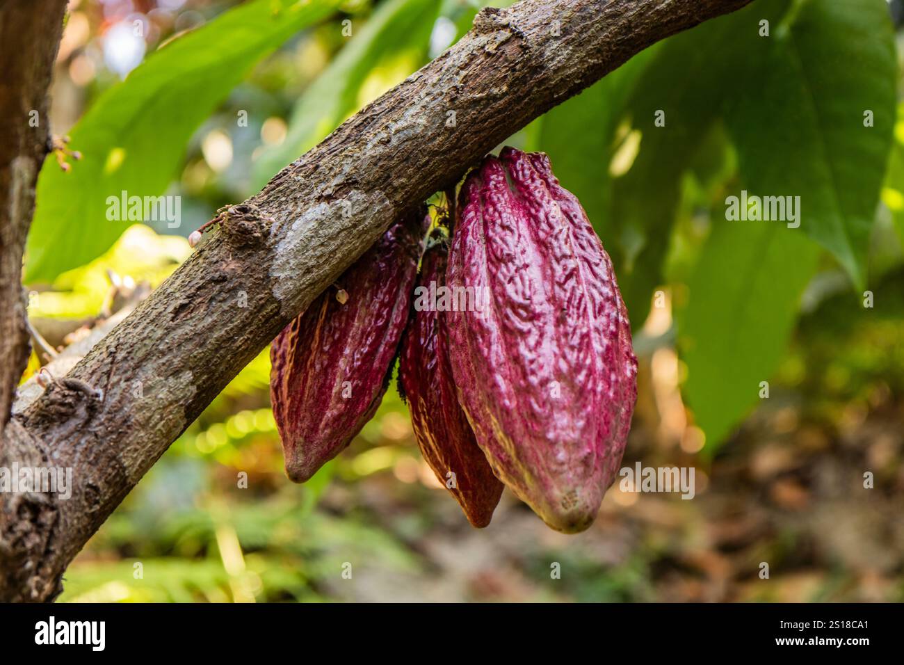 Cocoa pods on a tree at a farm near Minca, Colombia Stock Photo - Alamy