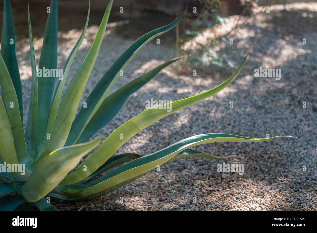 Desert landscaping hi-res stock photography and images - Alamy