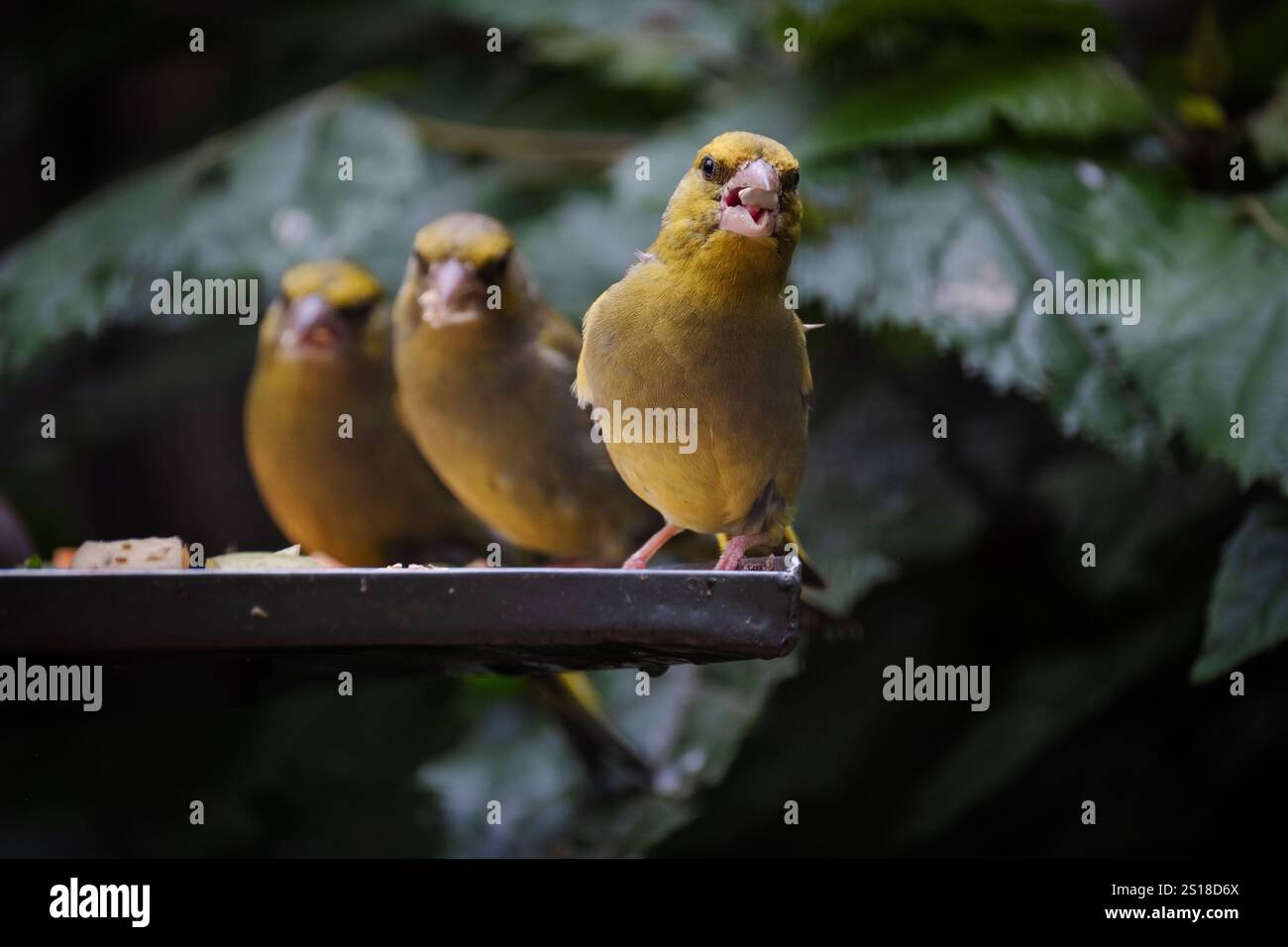 Hurukowhai hi-res stock photography and images - Alamy