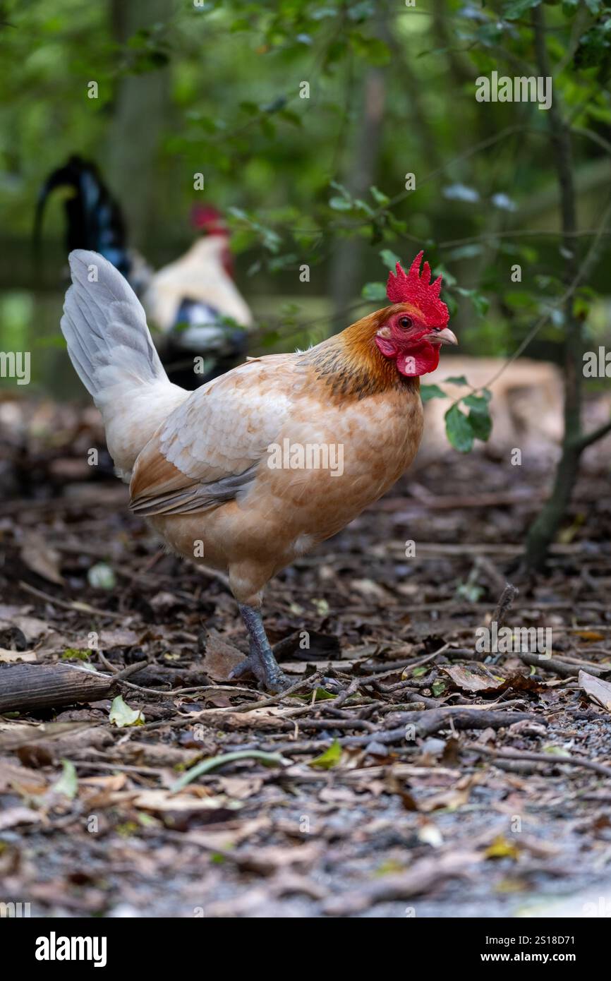 A young healthy colourful cockerel (rooster) strutting around the farm ...